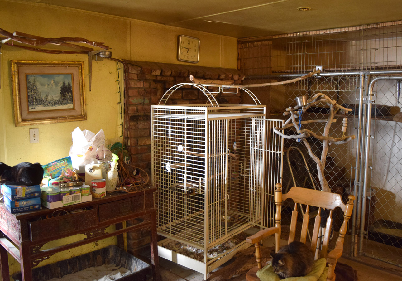 SAVE-A-LIFE Cat Rescue and Adoptions